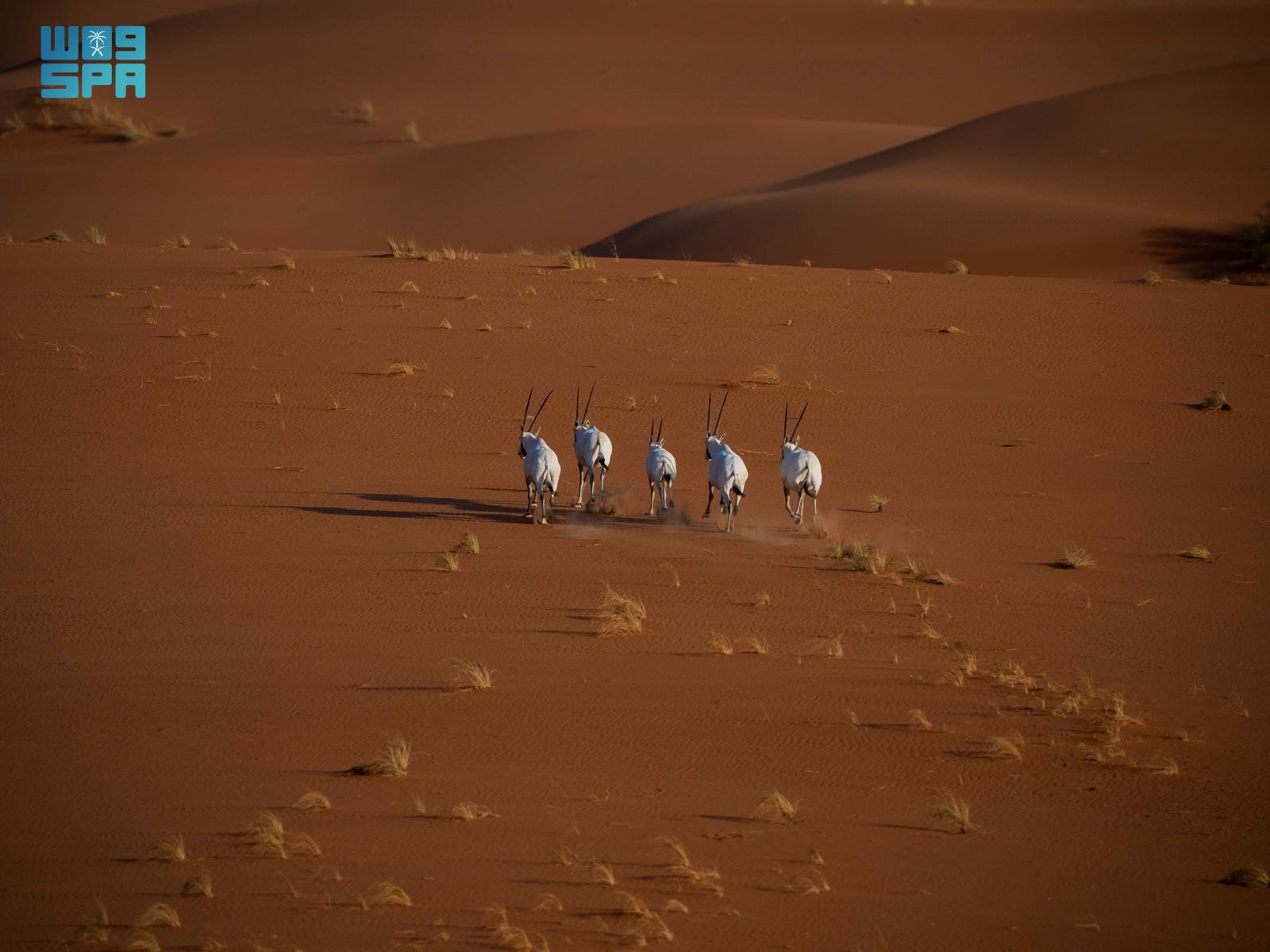 Saudi Arabia’s Uruq Bani Ma’arid Joins IUCN Green List of Protected Areas