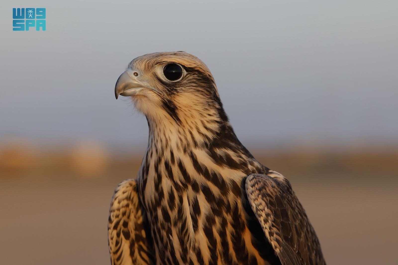 Saudi Falcons Club Raises Endangered Wakri Falcon Count to 14 Through ...