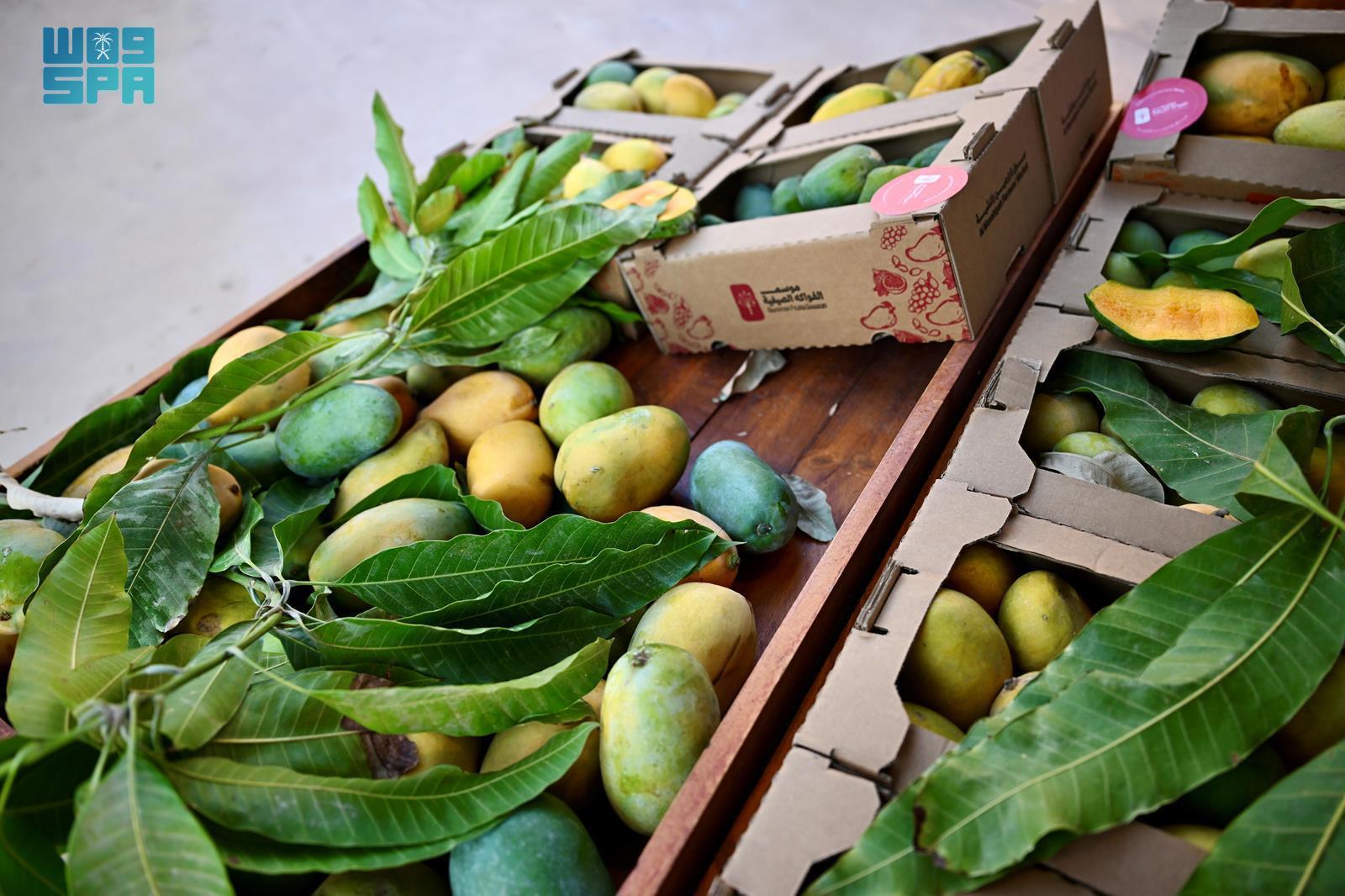 Summer Fruits Season in AlUla Extended until Saturday