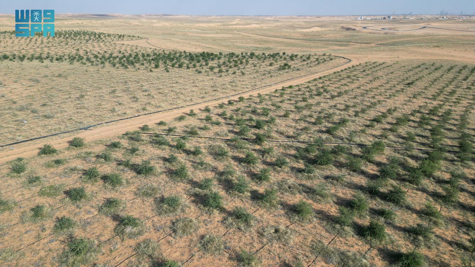 Saudi Arabia Forges Greener Future with Ambitious Environmental Initiatives