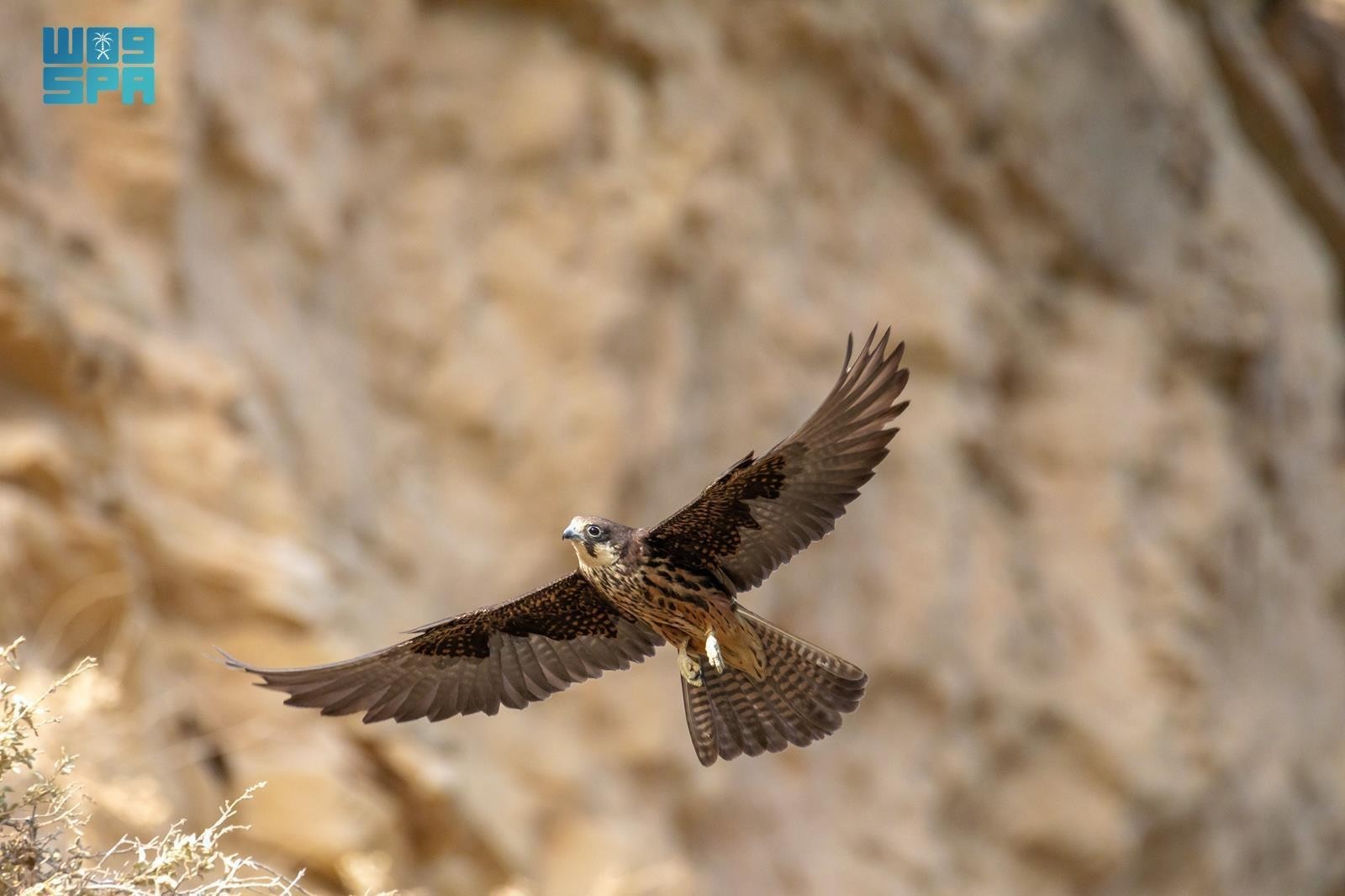 Saudi Arabia Serves as a Safe Corridor for Migratory Birds in Autumn