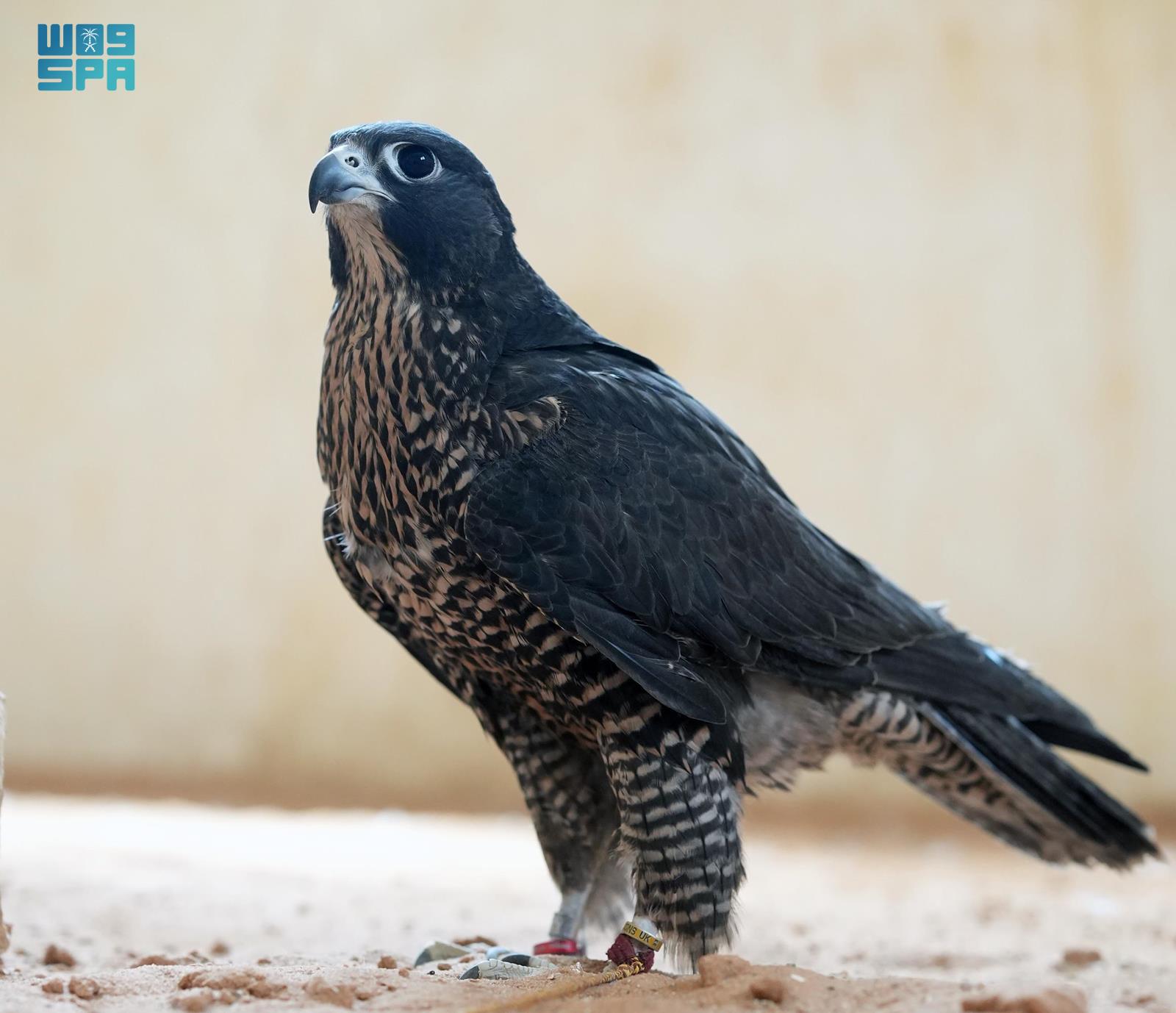NCW Announces Launch of Falcon Registration Initiative in Saudi Arabia