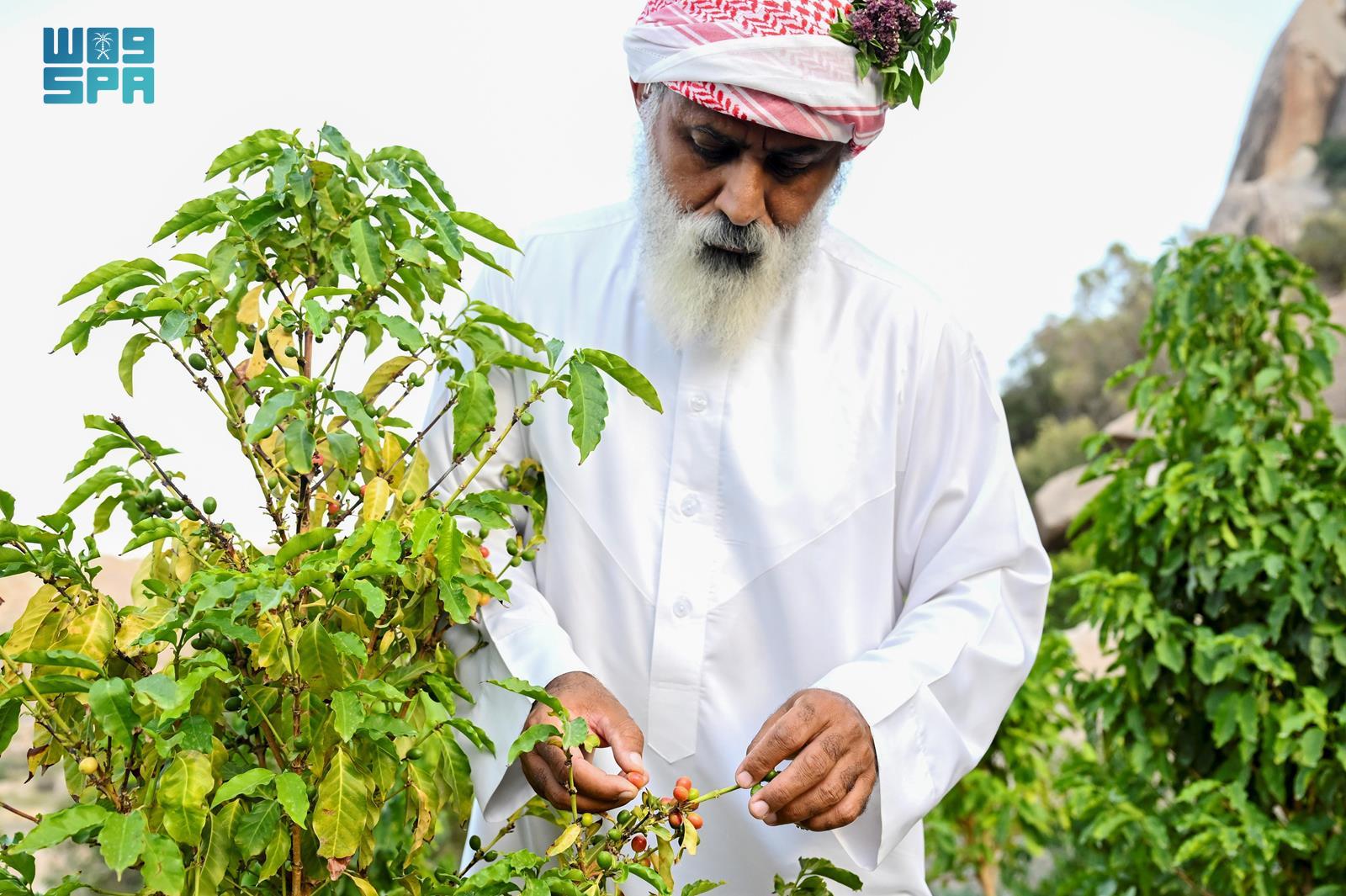 روز جهانی قهوه.. نمادی از پیوند فرهنگی و اجتماعی و منبعی اقتصادی در ...