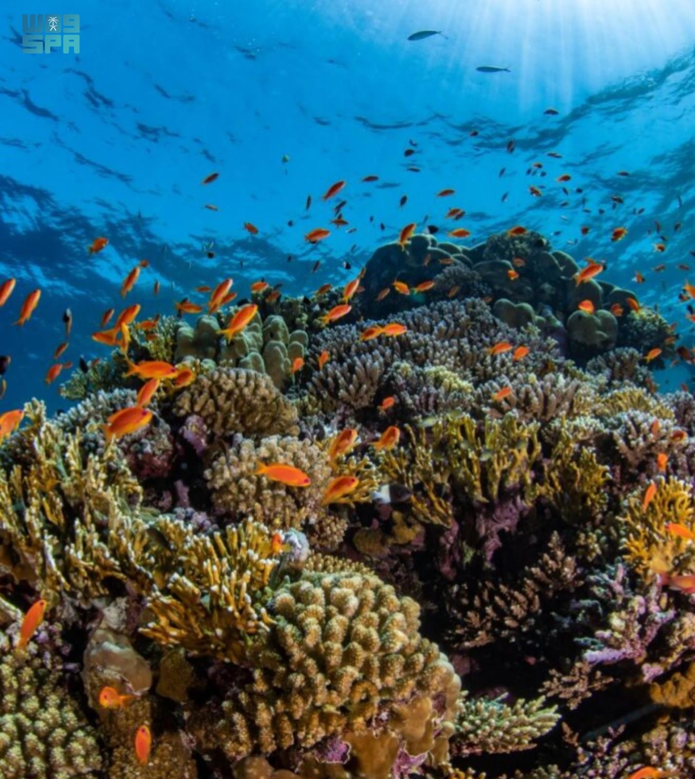 How Do Northern Red Sea Corals Resist Bleaching?