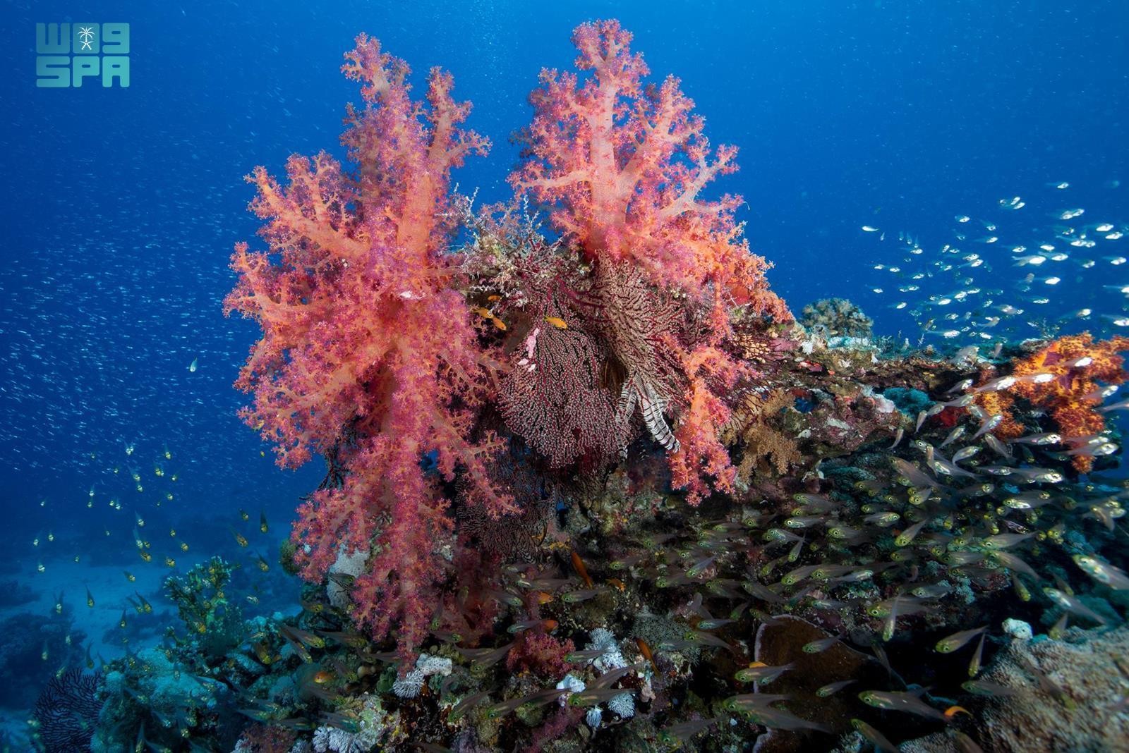 Red Sea: Home to the World's Fourth Largest Coral Reef System