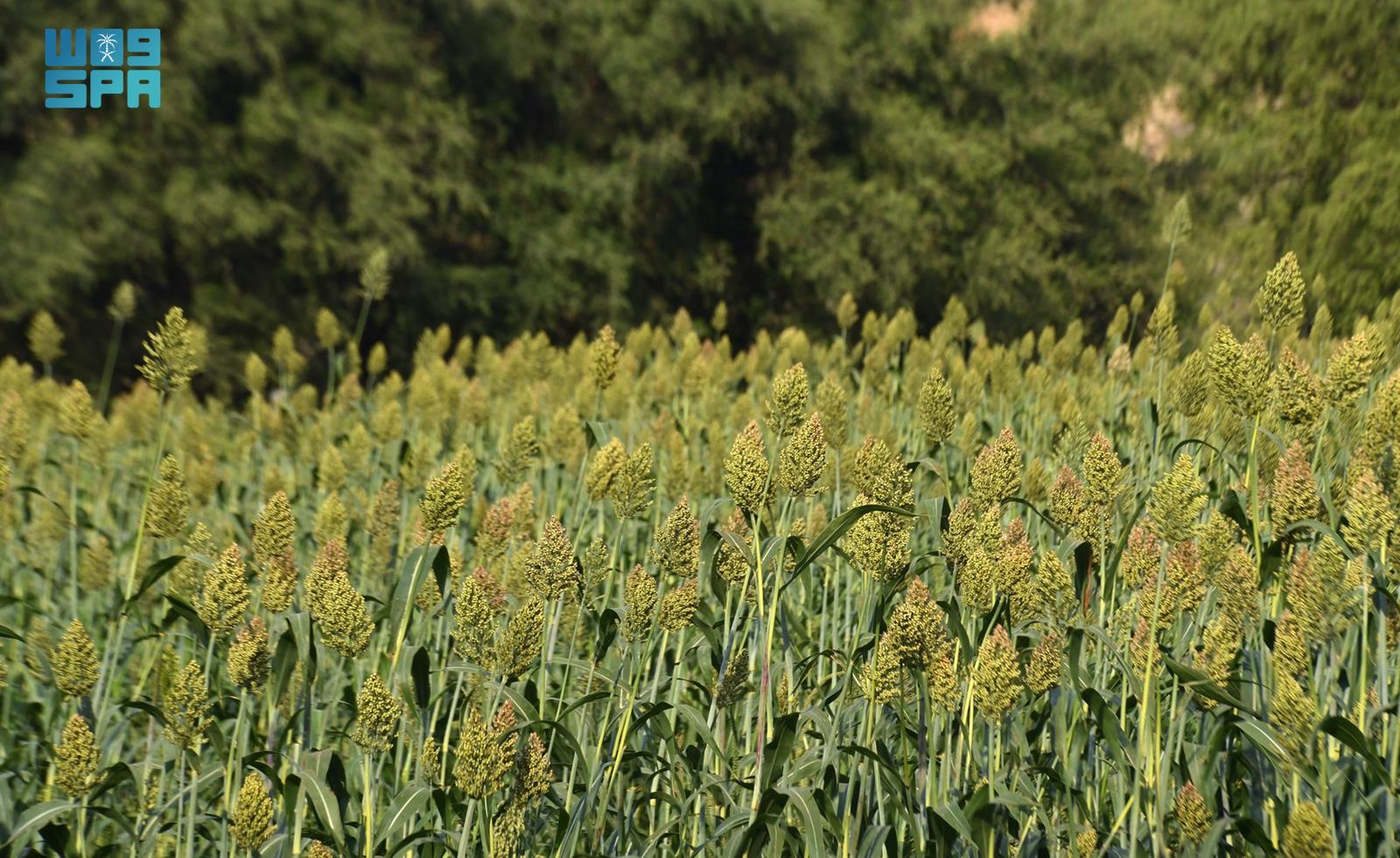 Saudi Arabia Turns Desert into Farmland with Smart Agriculture Push
