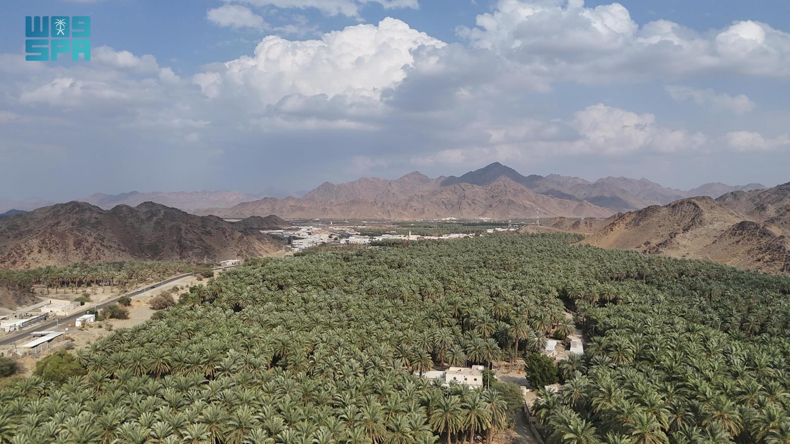 Al-Ais's Barni Dates: A Symbol of Rich Flavor and Heritage