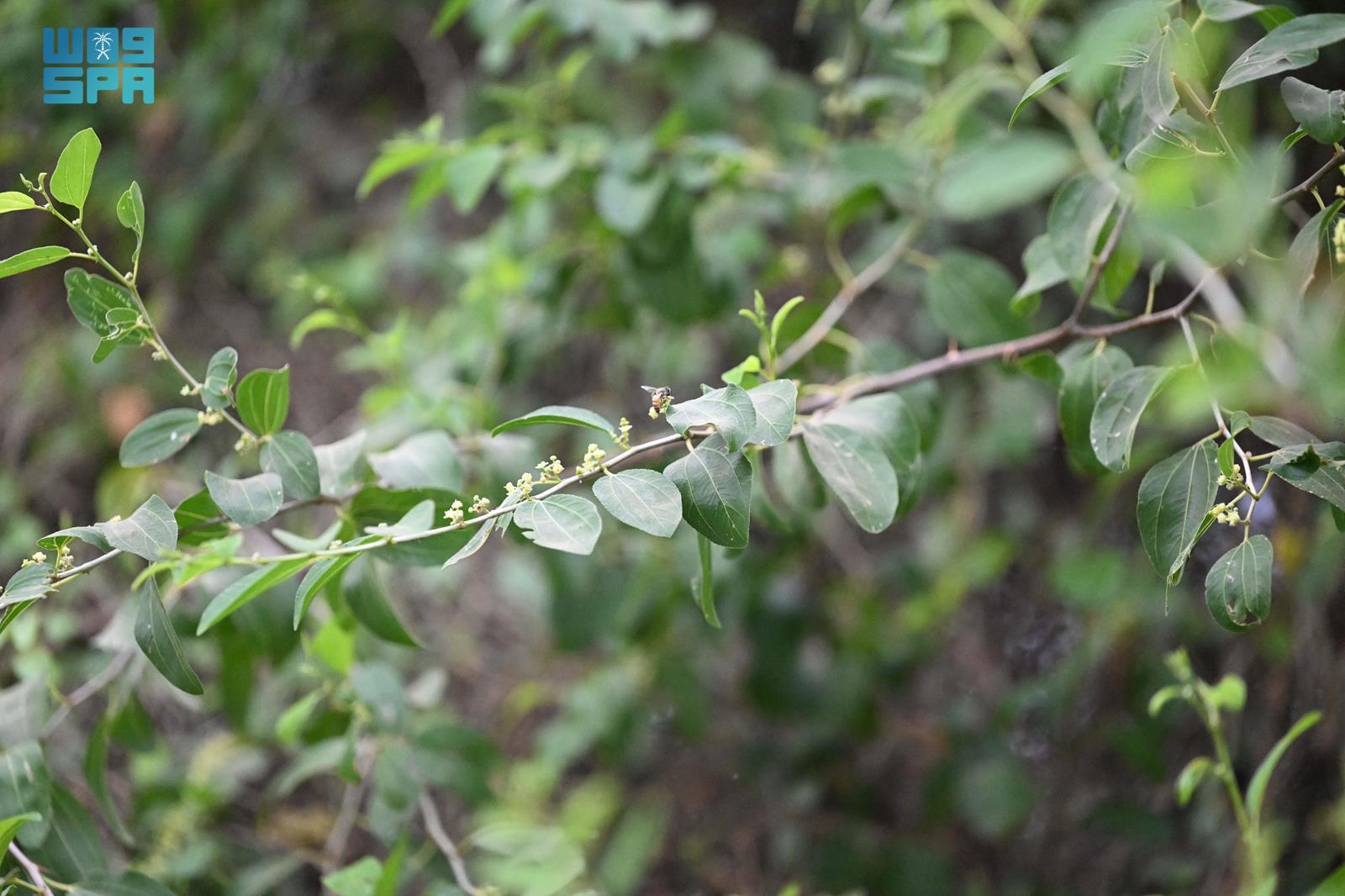 Sidr Trees: Vital Part of Local Vegetation in Jazan Region