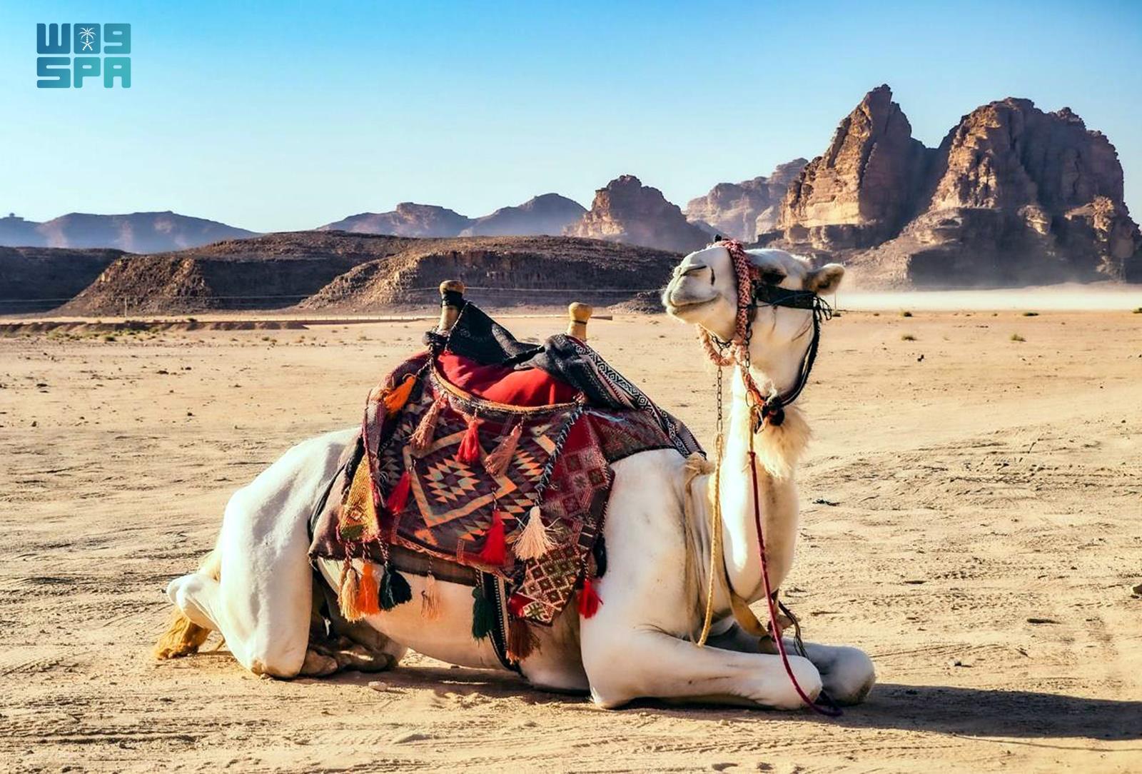 KAUST Scientists Develop Affordable, Simple AI System for Local Camel ...